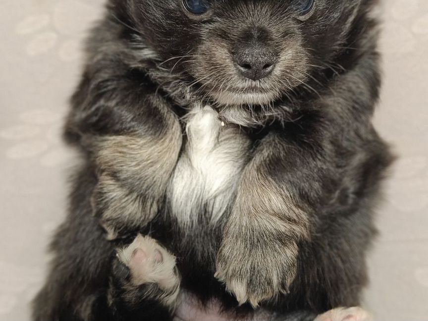 Продаю девочку чихуахуа