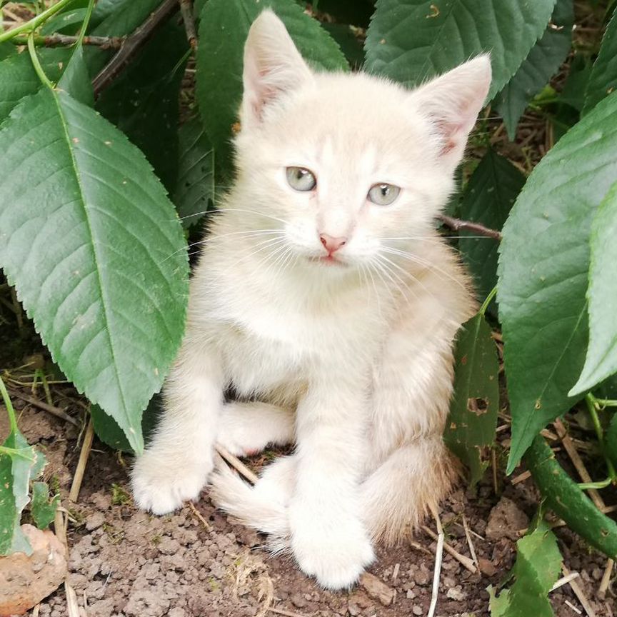 Котёнок в добрые руки