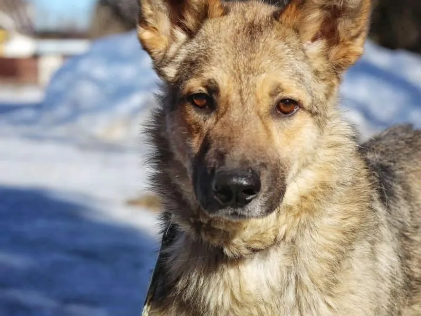 Собака