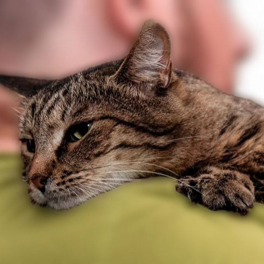 Ласковая кошечка в добрые руки