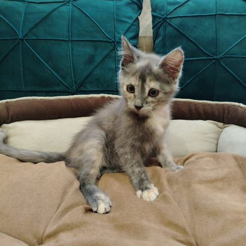 Девочка Василиса три мес