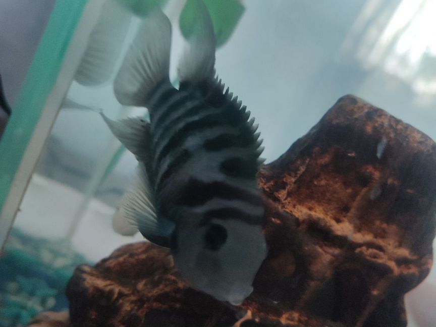 Рыбки цихлиды