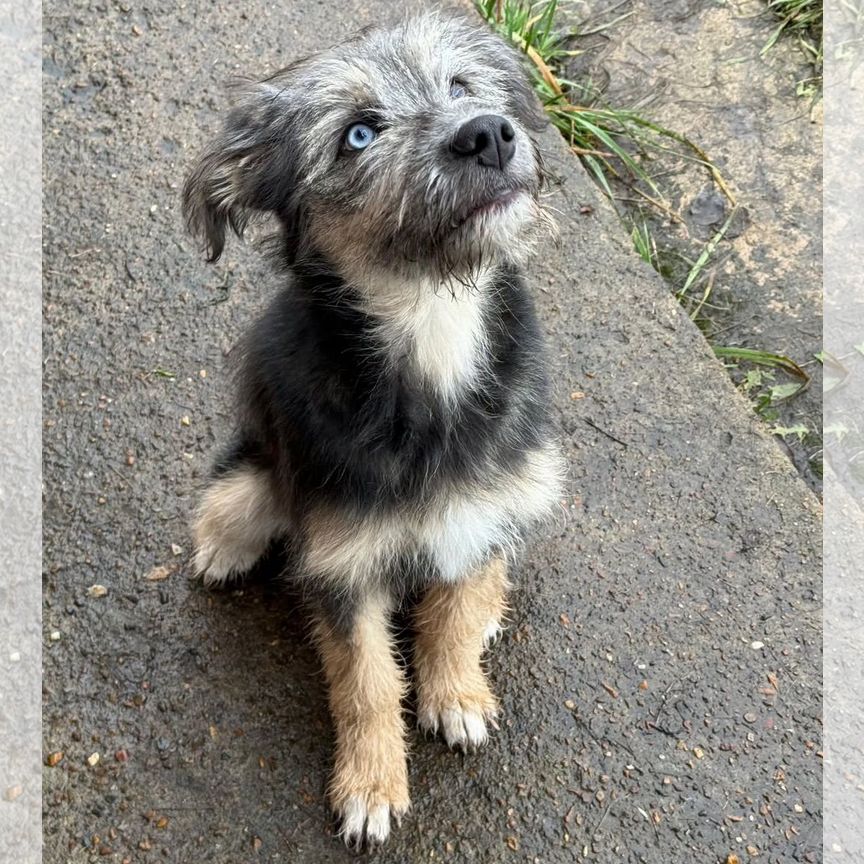 Щенок в добрые руки