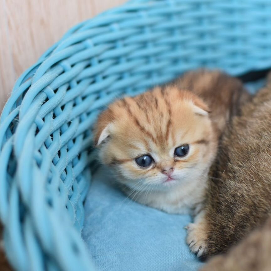 Шотландские кошечки и котики