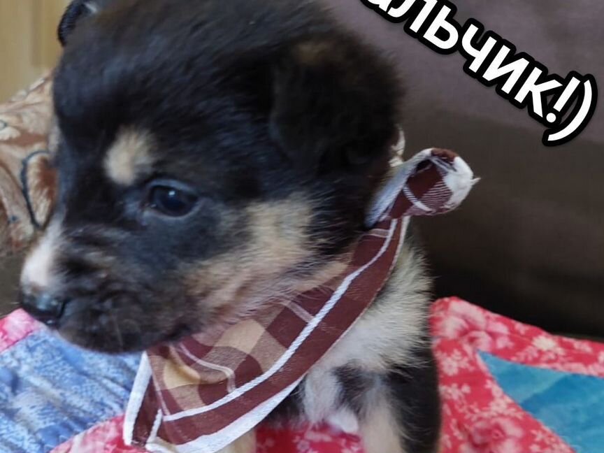 Щенки малыши хорошим людям