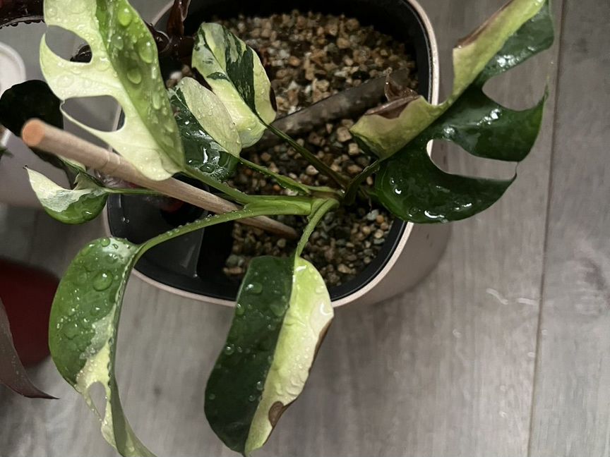 Рафидофора тетрасперма вариегатная