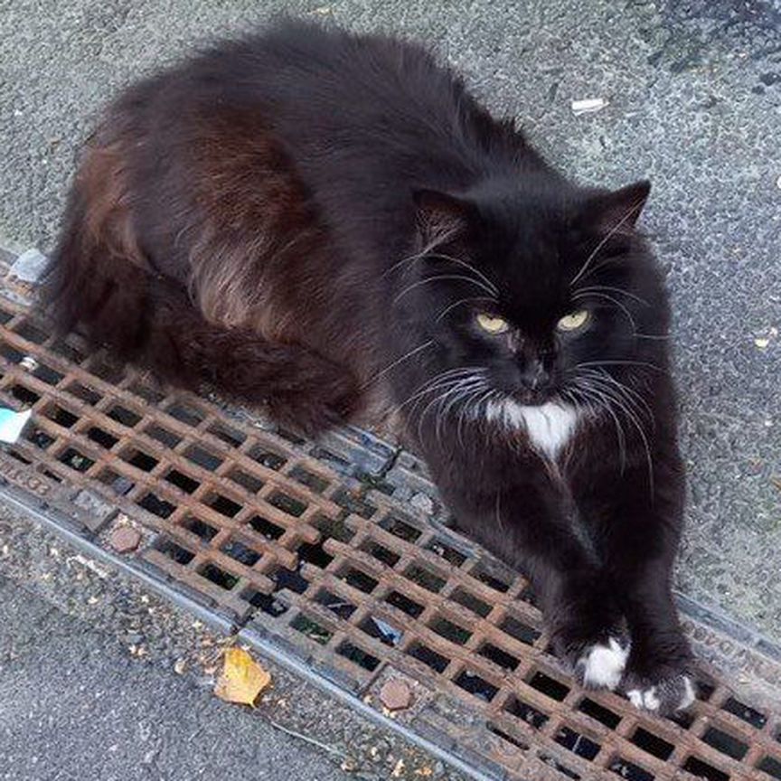 Сибирский кот, взрослый