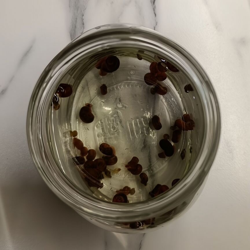 Улитки аквариумные