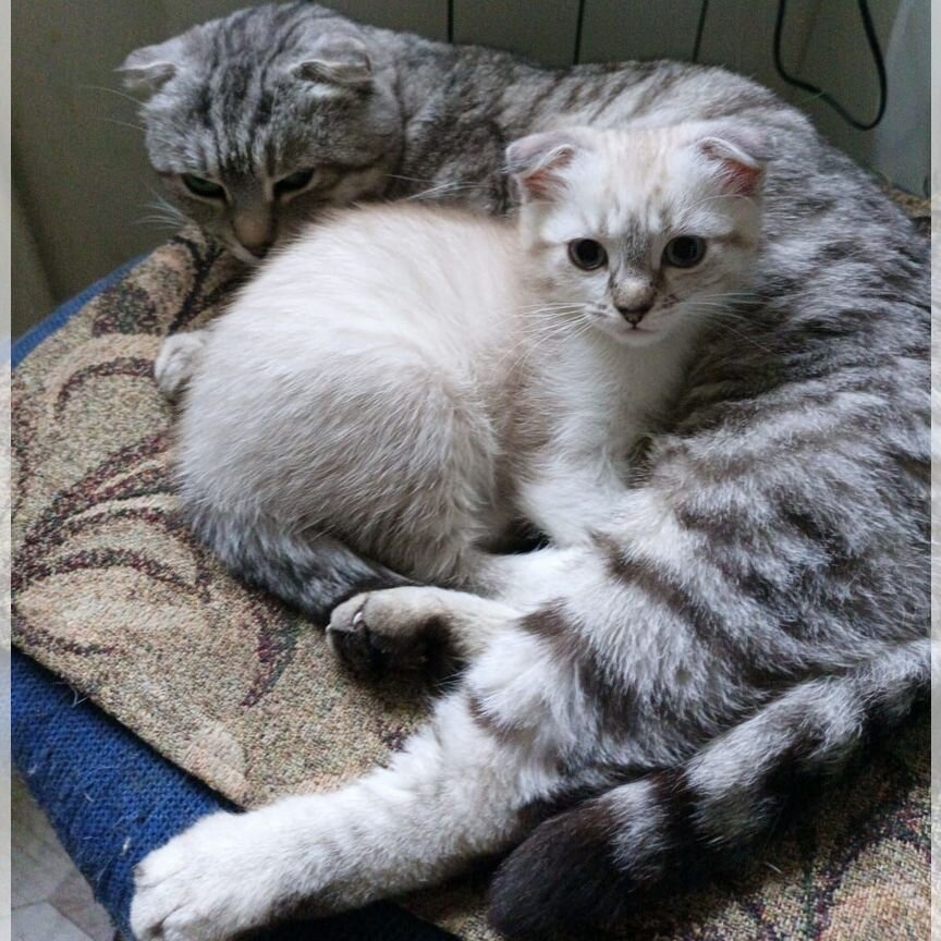 Шотландские котята
