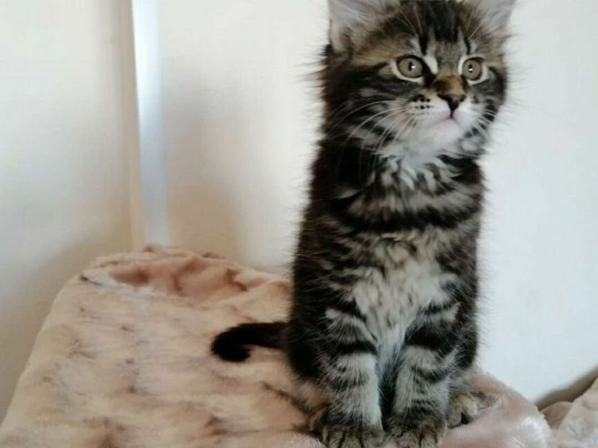 Большие дети рысята перезжают в новые дома