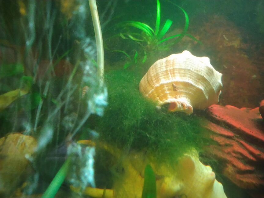 Водоросли кладофора