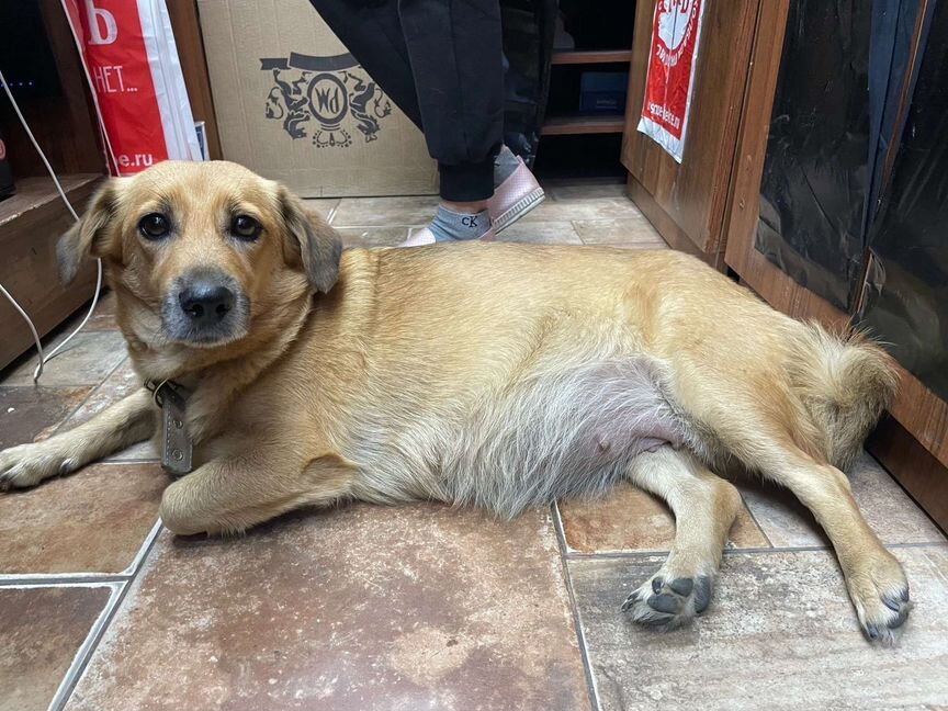 Собака Булка ищет дом или передержку