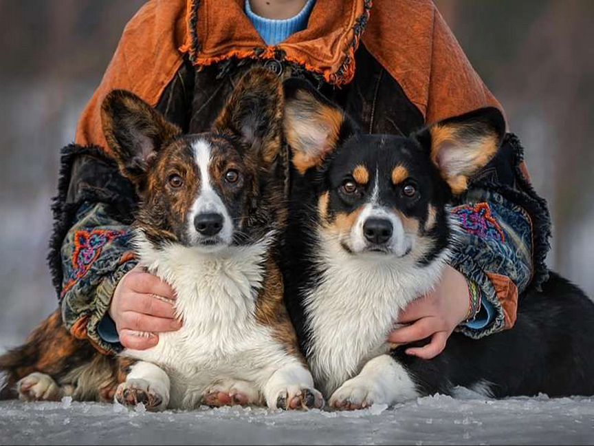 Щенки вельш корги кардиган