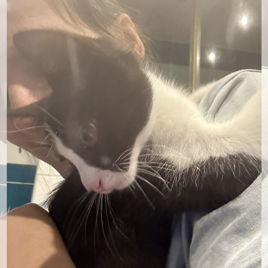 Отдам котенка