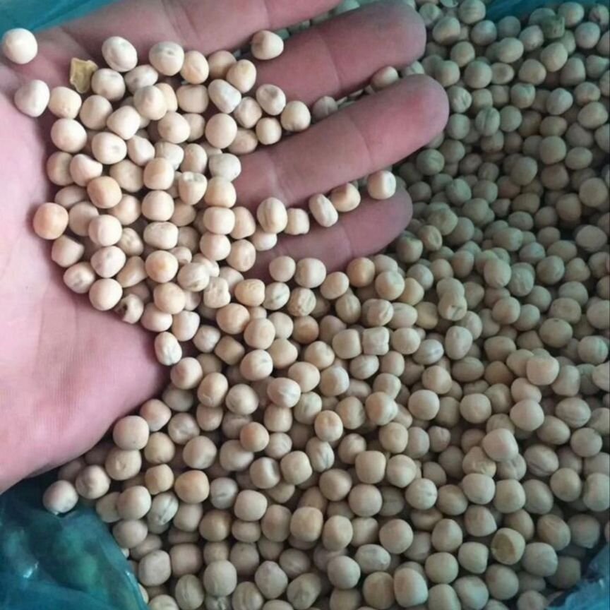 Продаю горох