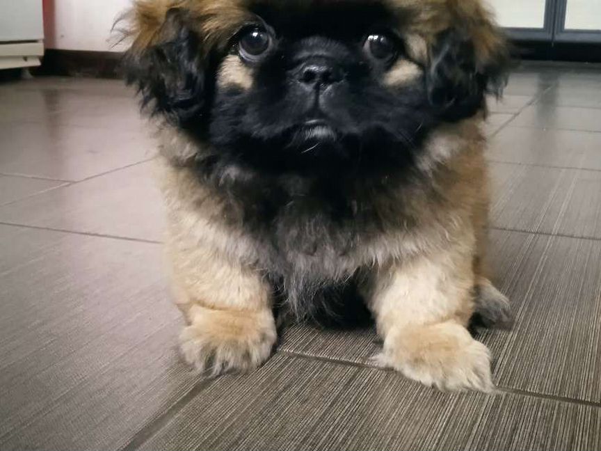 Щенок пекинеса