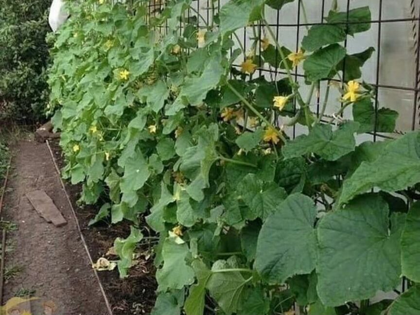 Лузга подсолнечника