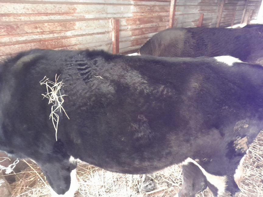 Корова на мясо