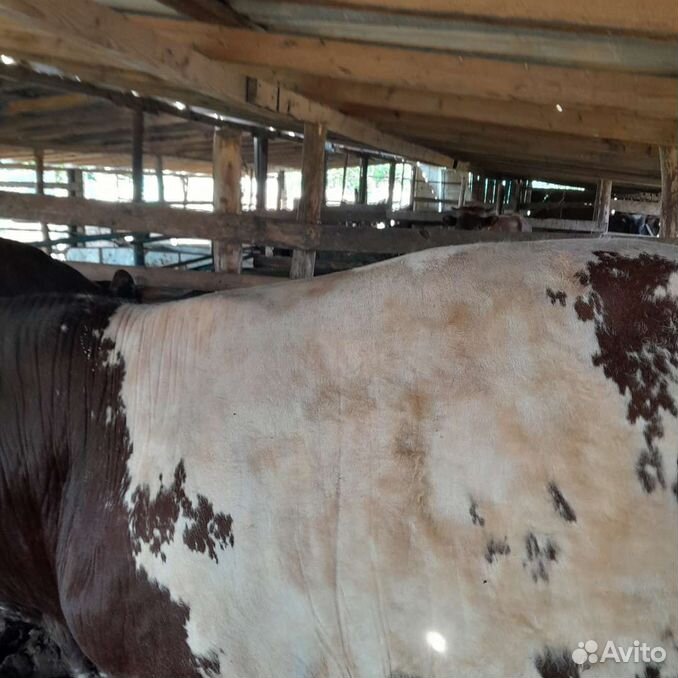 Бычки сементалы