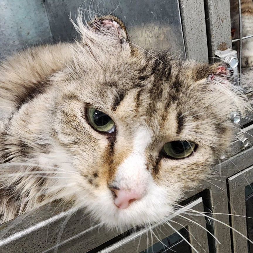 Нужна передержка/новый дом