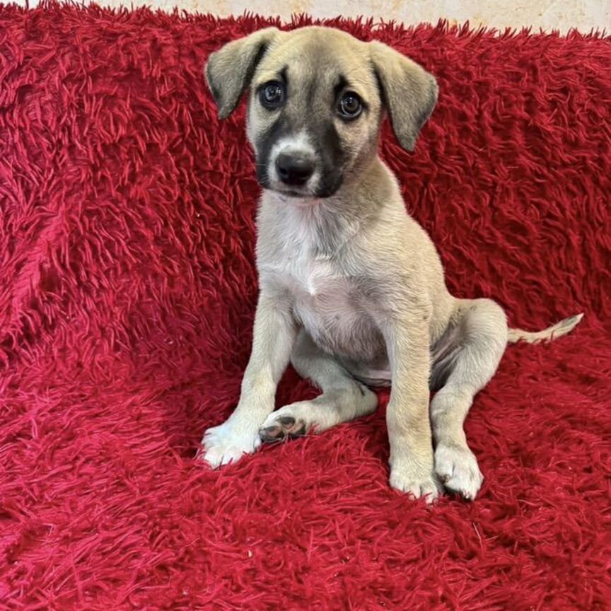 Щенок в добрые руки