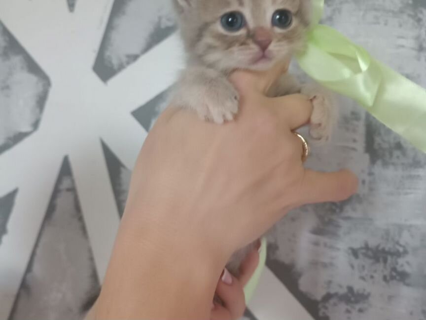 Шотландские котята