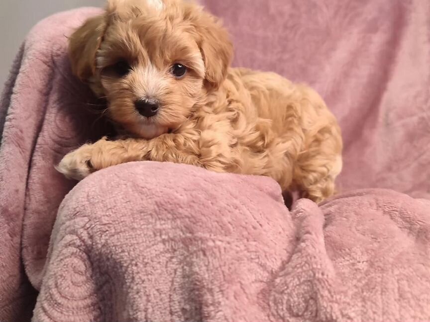 Щенки мальтипу f1