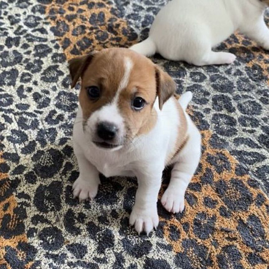 Щенки джек рассел терьер