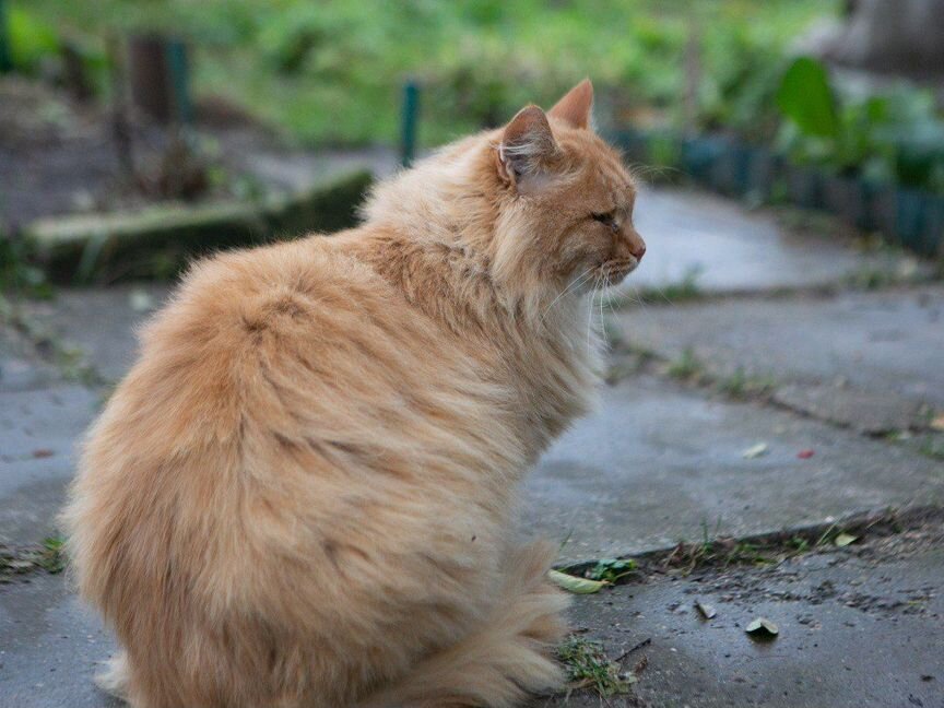 Шикарный рыжий котик в поисках дома