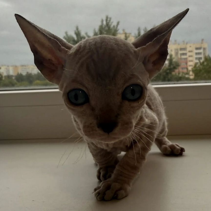 Канадский сфинкс котёнок