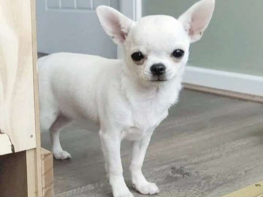 В хорошие ручки