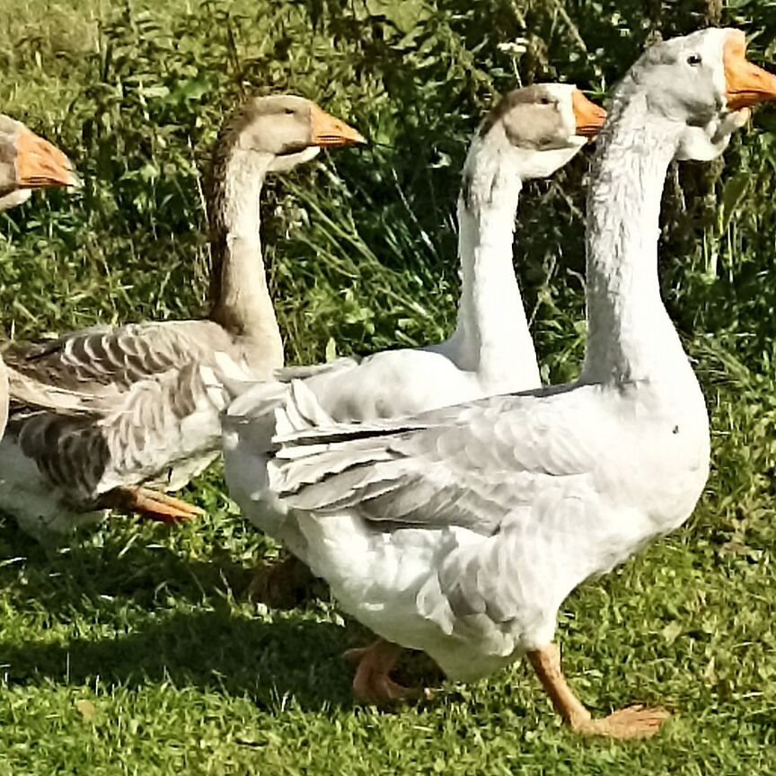 Гуси холмогорские+ линда