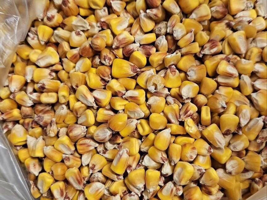 Зерно кукурузы сушеное