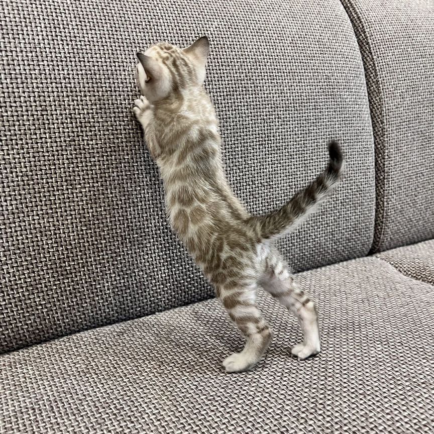 Бенгальские котята линкс