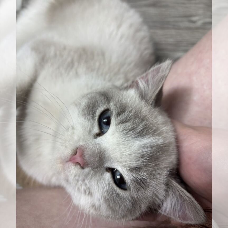 Сиамский котёнок