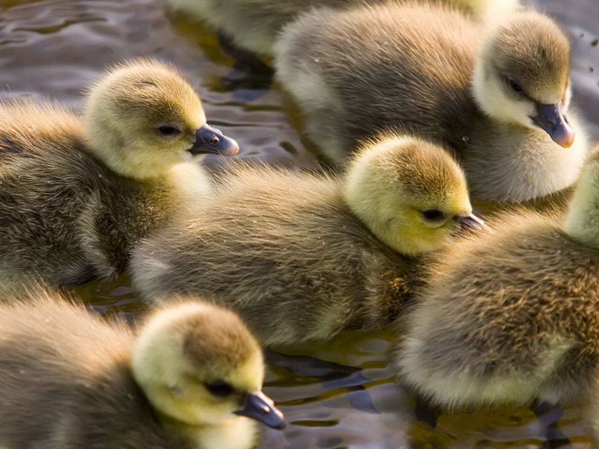 Гусята суточные