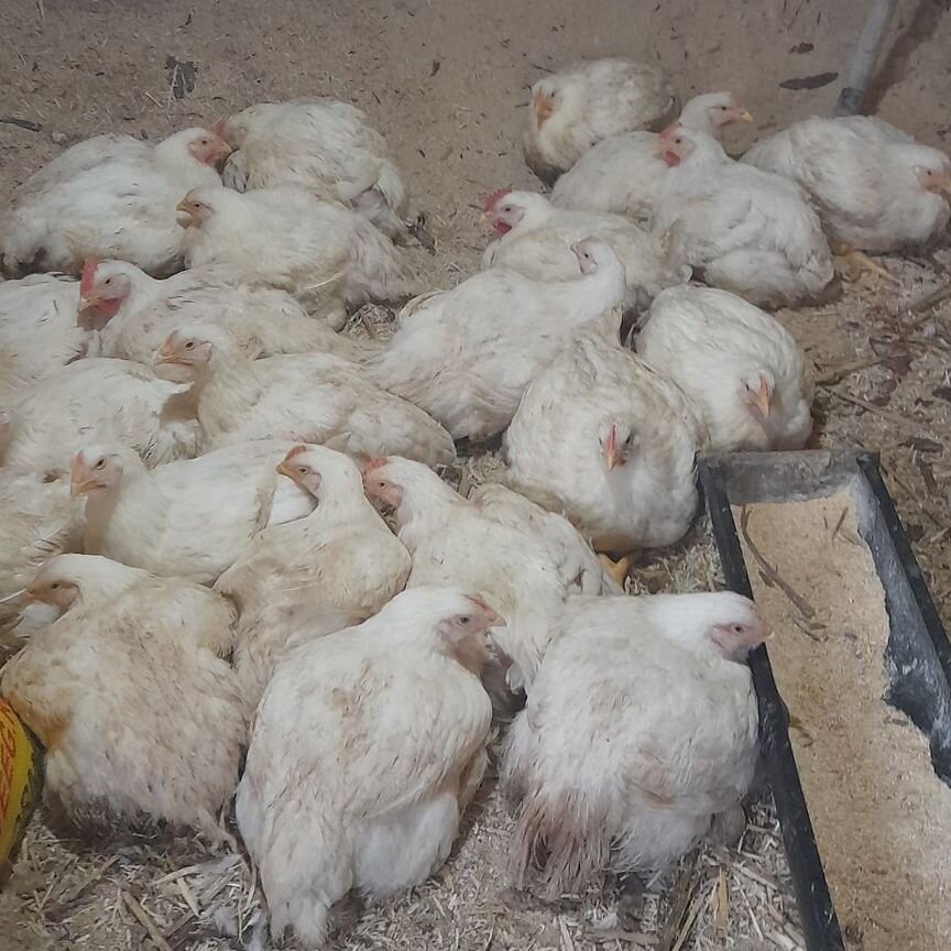 Куры бройлеры живым весом