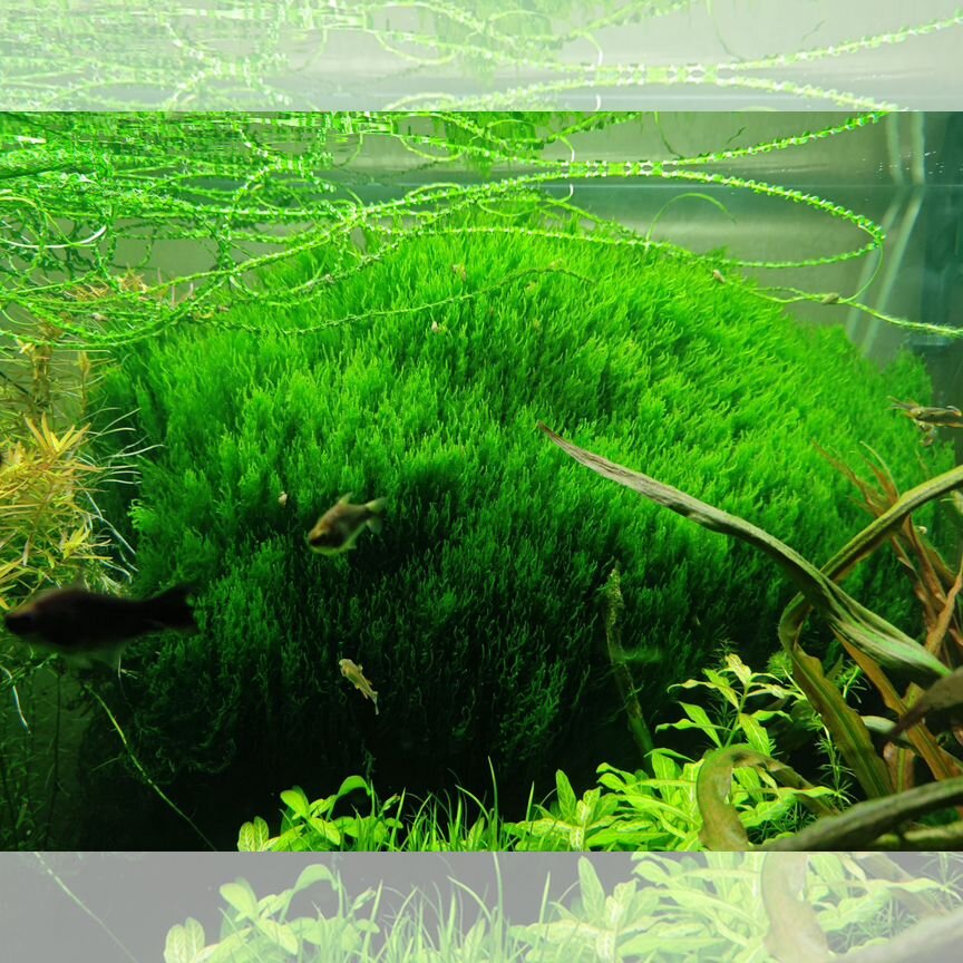 Мох Пламя (Moss Flame, Taxiphyllum sp. Flame)