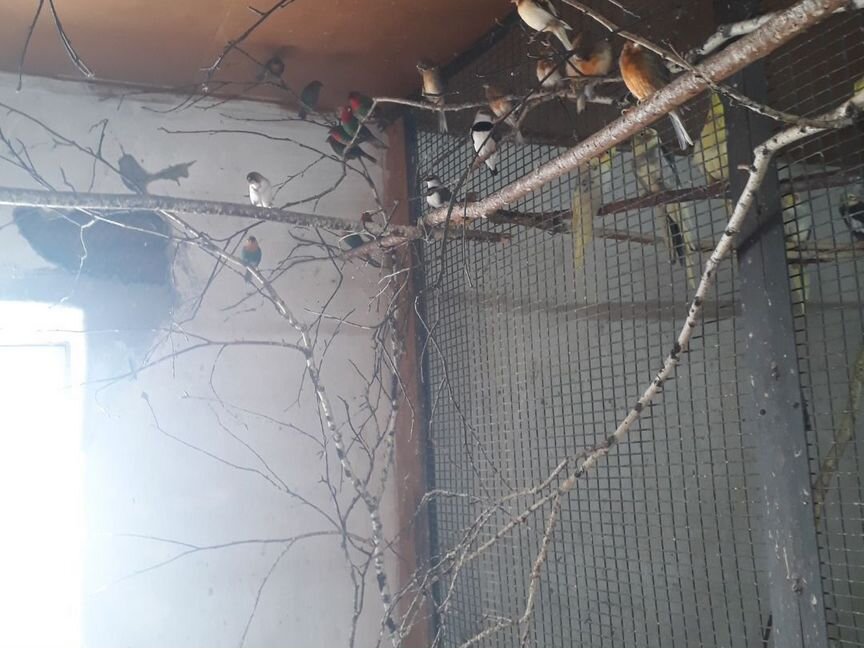 Амадина попугайная