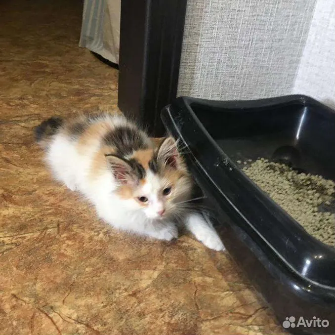 Котёнок 2месяца