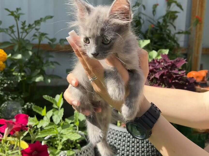 Девочки котят в добрые руки