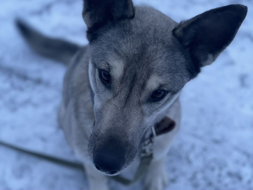 Собака в добрые руки