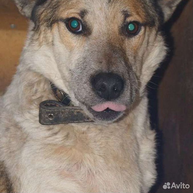 Лара ищет дом