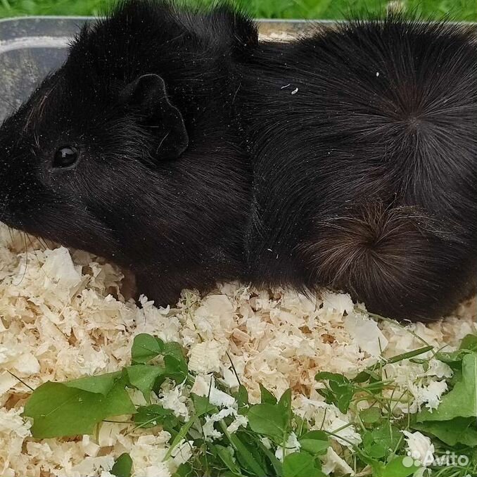 Морские свинки абиссинская мальчик