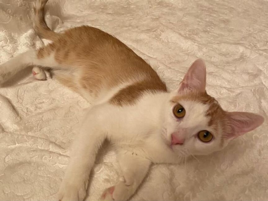 Котик Кузя 6 месяцев