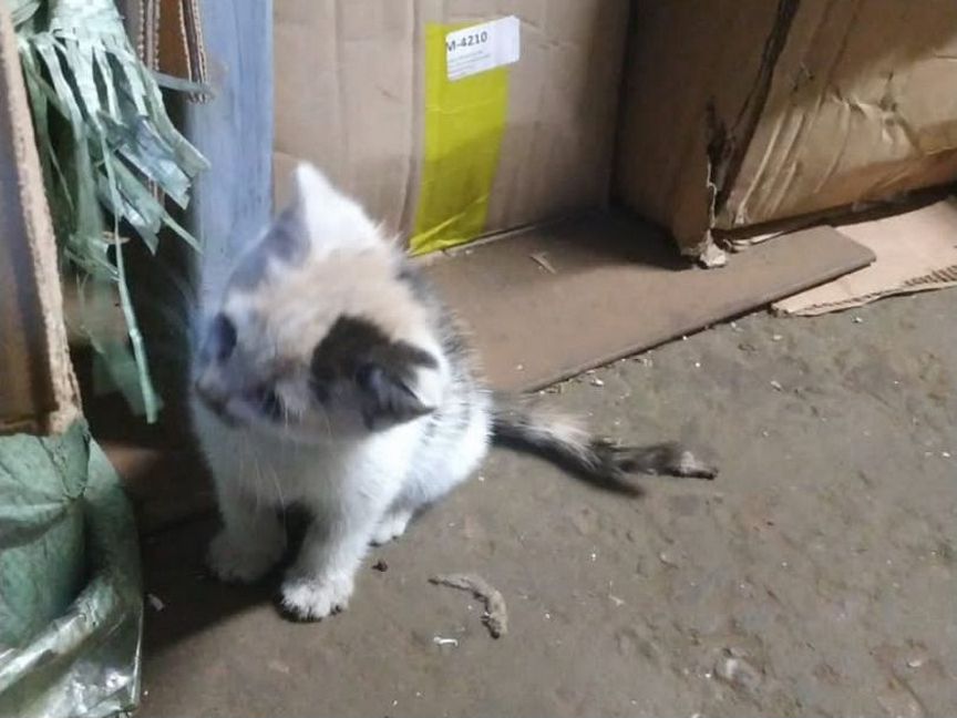 Котята в добрые руки бесплатно