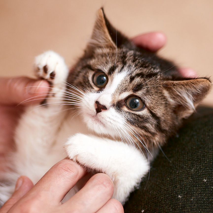 Котёнок в добрые руки