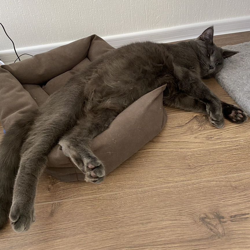 Мейн-кун, взрослый кот