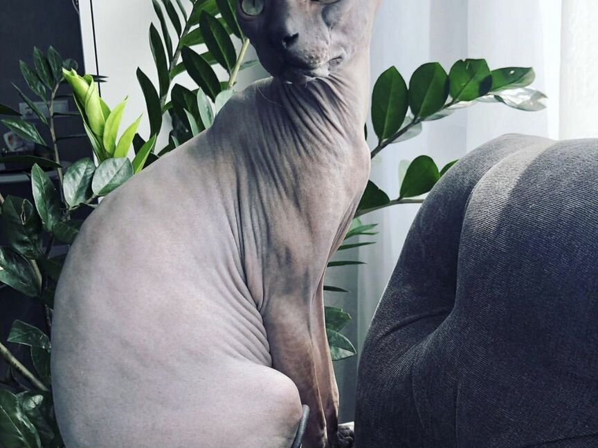 Донской сфинкс