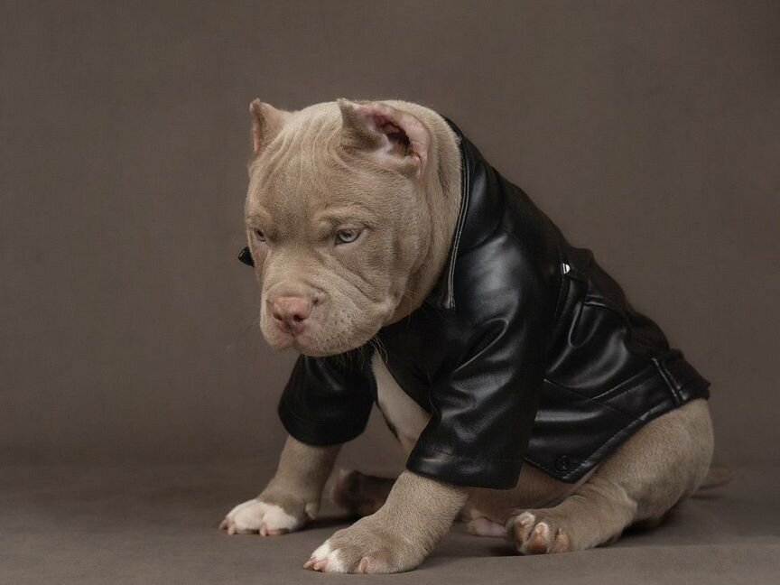 Американский булли